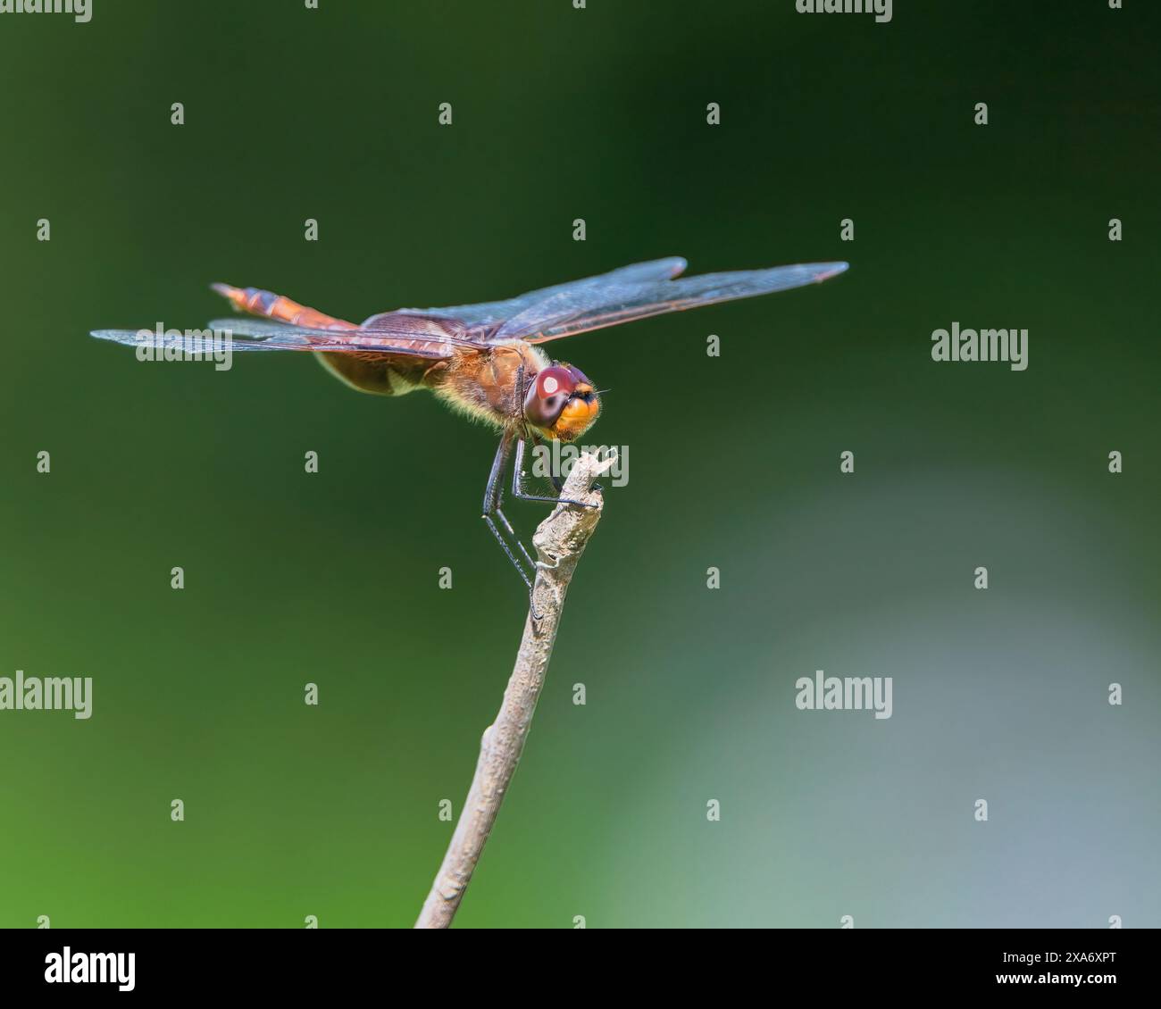 A Female Red Saddlebags dragonfly in Dover, Tennessee Stock Photo - Alamy