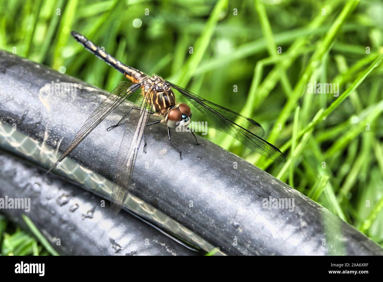 A Female Blue Dasher Dragonfly in Dover, Tennessee Stock Photo - Alamy