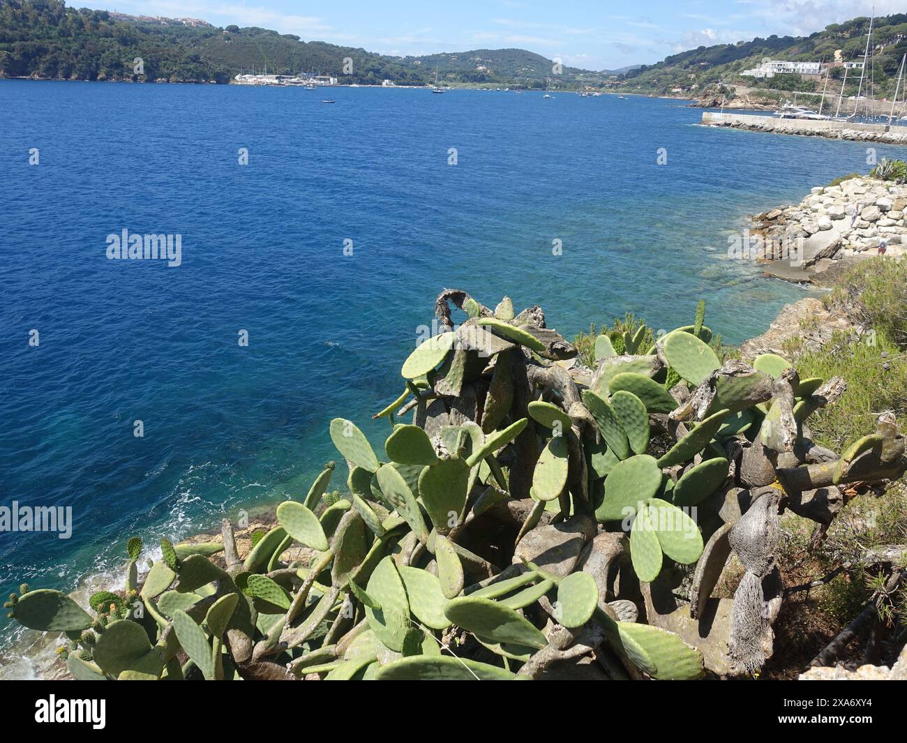 Plants growing on cliff hi-res stock photography and images - Alamy