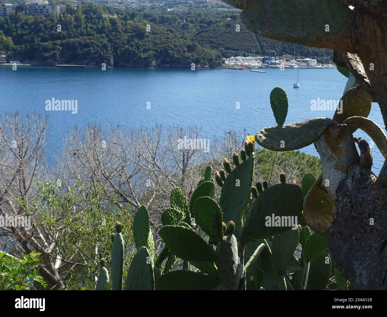 A cactus plants on cliff near a water surface Stock Photo - Alamy