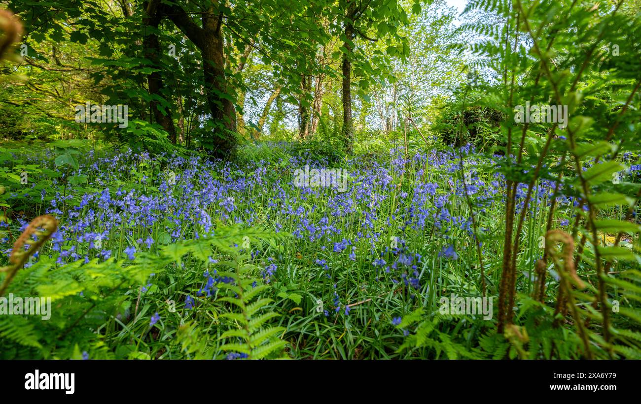 Bluebells ferns hi-res stock photography and images - Alamy