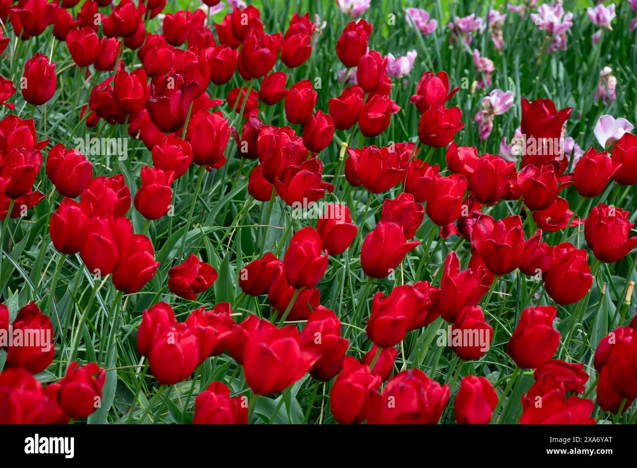 Assorted plants in sunny hi-res stock photography and images - Alamy
