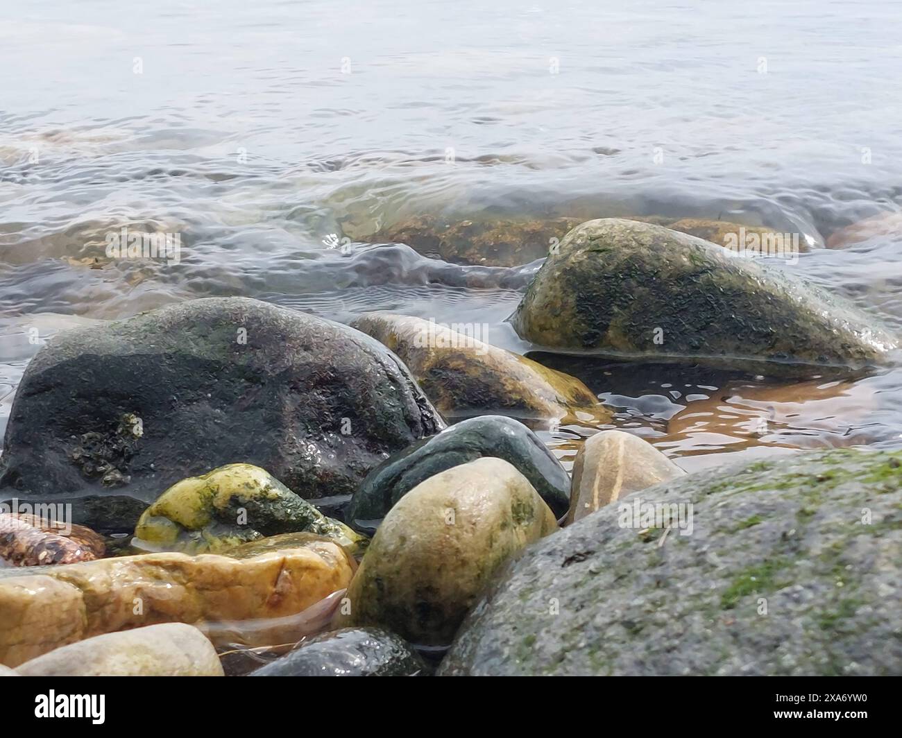 The rocks covered in ocean algae and foam Stock Photo - Alamy
