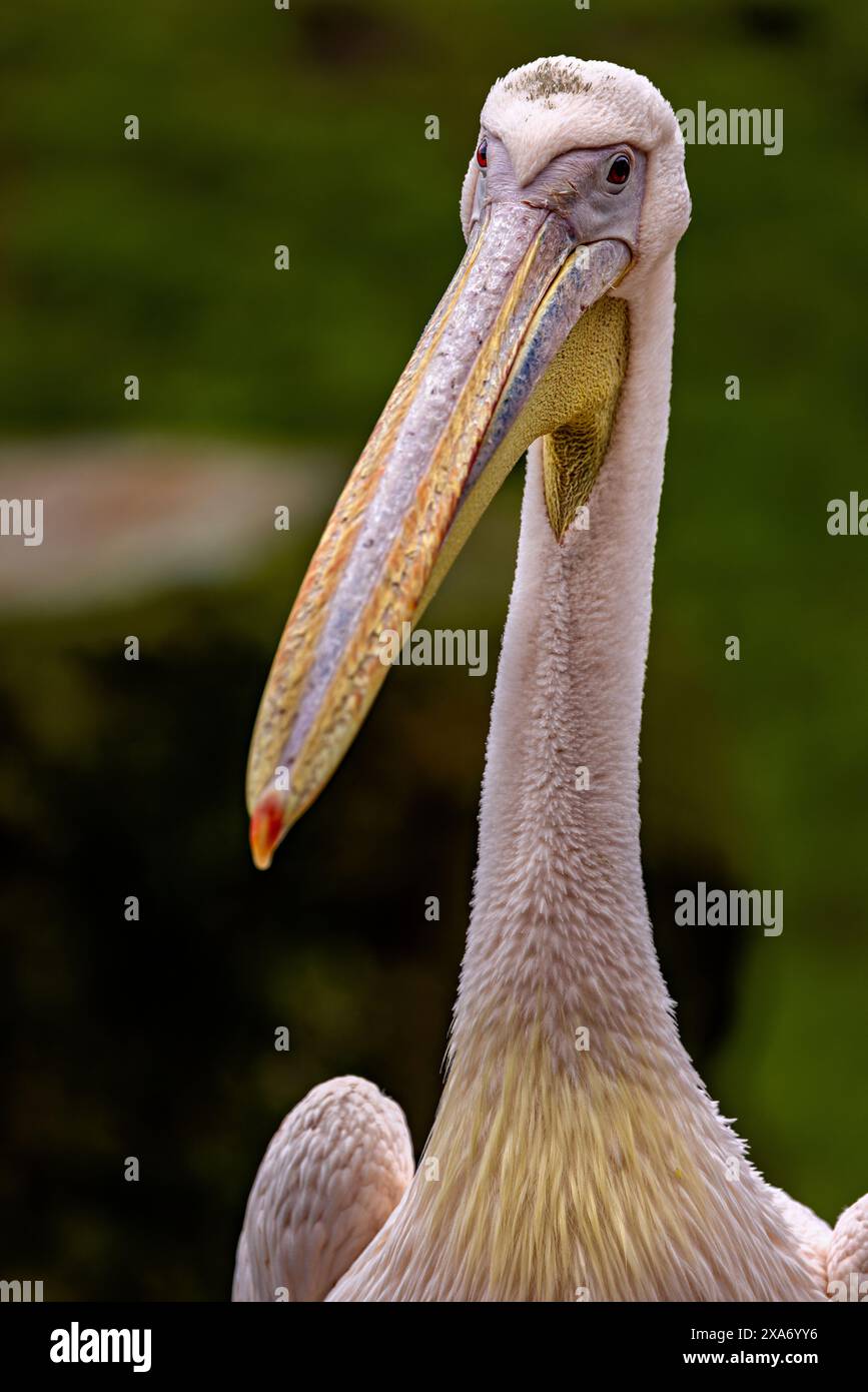 A vertical shot showcasing details on the face of a pelican Stock Photo ...