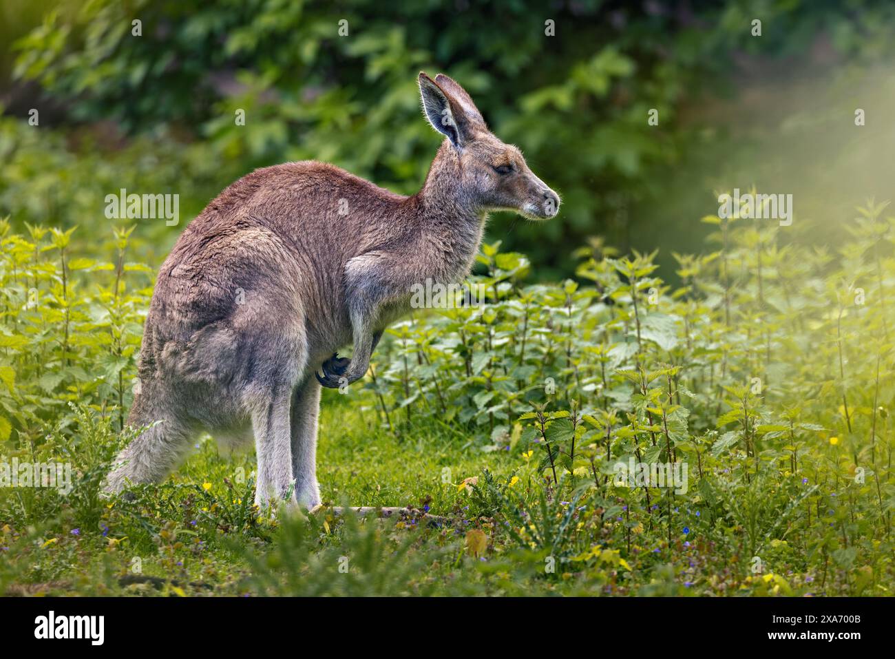 Kangaroo standing in grass with green foliage background Stock Photo ...