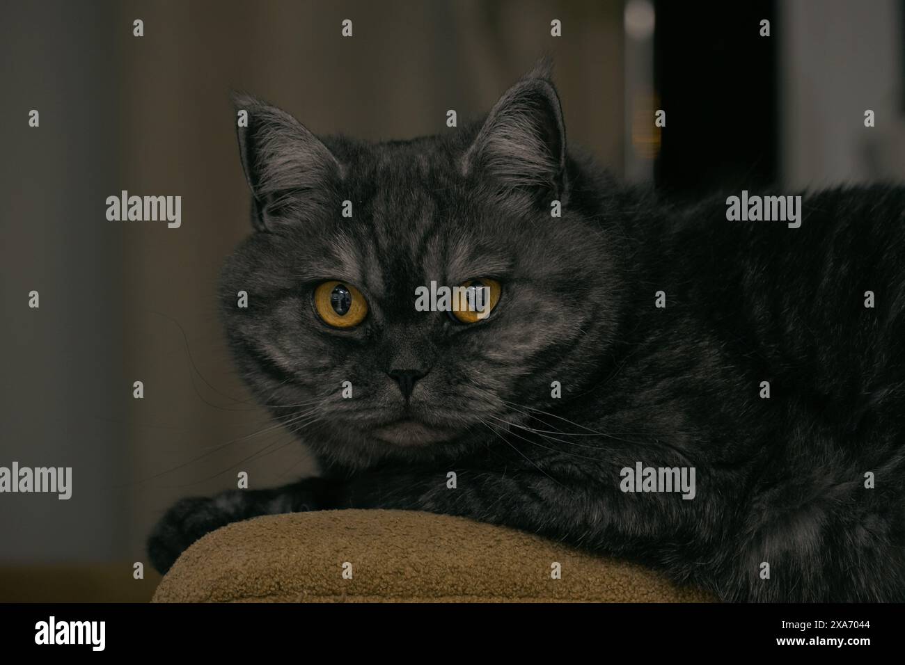 An adorable home cat with the most mesmerizing eyes Stock Photo - Alamy