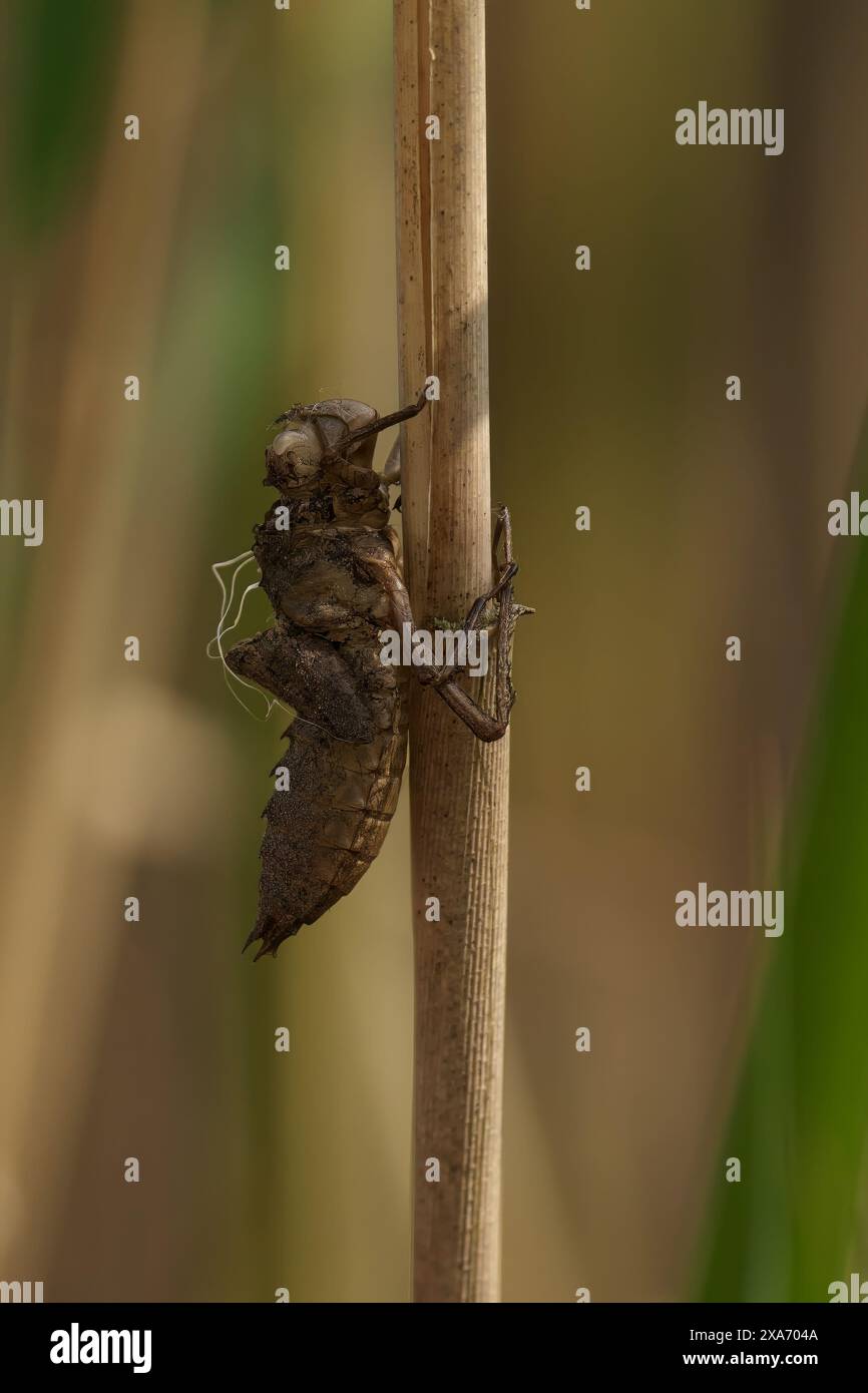 A tiny Four-Spotted Chaser perches on a branch with two wings Stock ...