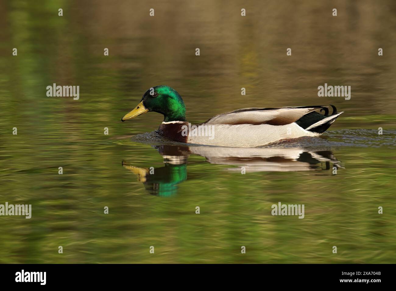 A mallard duck swimming in river, foraging for food Stock Photo - Alamy