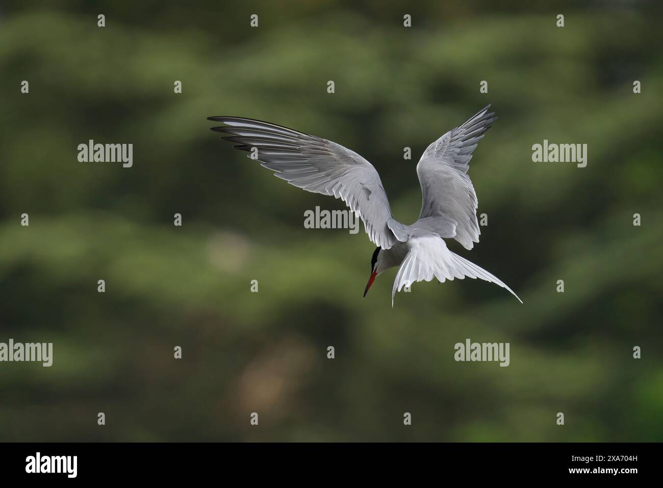 Common tern on hunt hi-res stock photography and images - Alamy