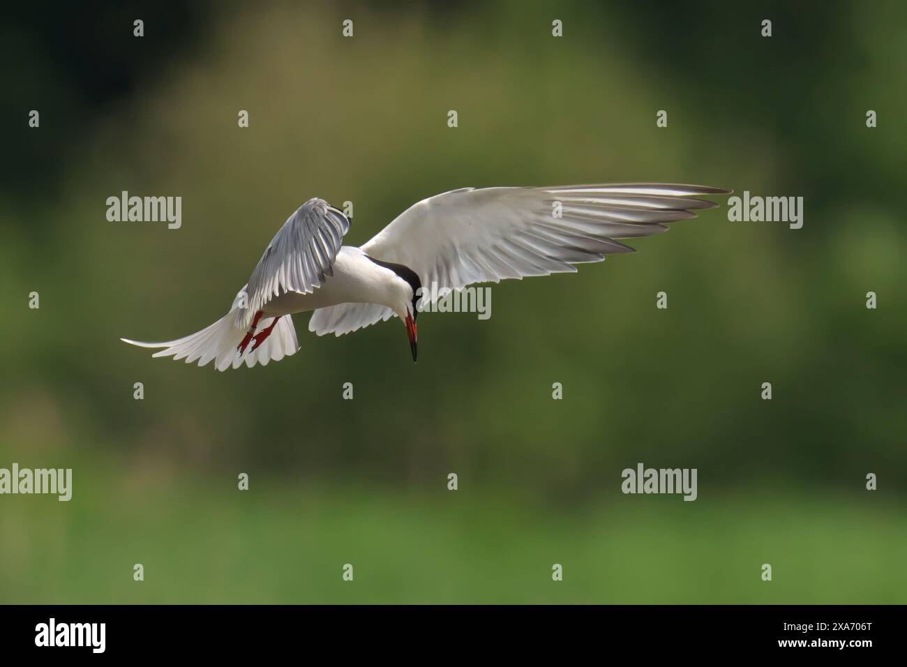 A common tern flying close to the ground over a lush green field in ...
