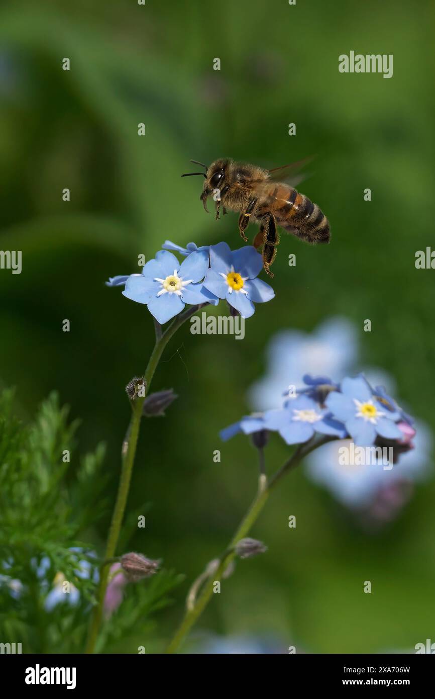 A honey bee flying over colorful flowers in a garden Stock Photo - Alamy