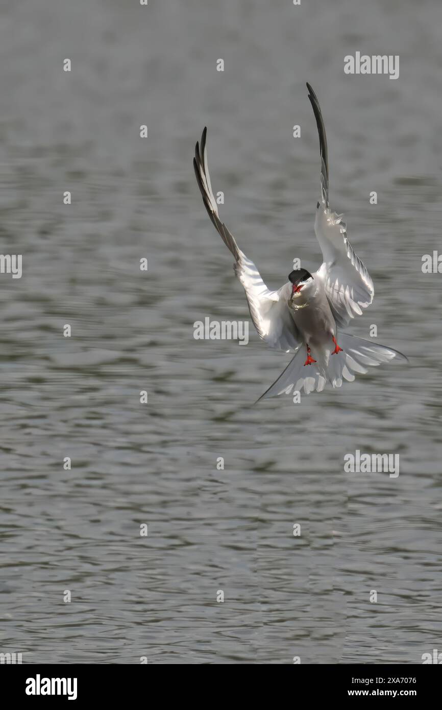 A Common Tern with a fish soaring above water Stock Photo - Alamy