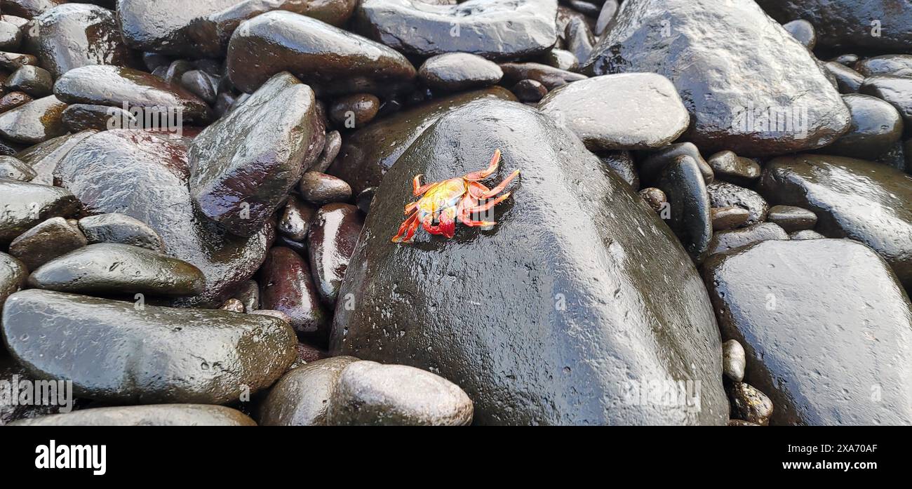 A small colorful crab on rocky shoreline in shallow water Stock Photo ...