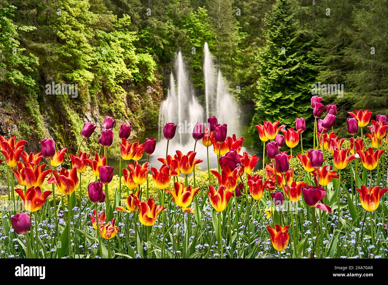 Bright yellow and red tulips in front of the beautiful ross fountain at ...