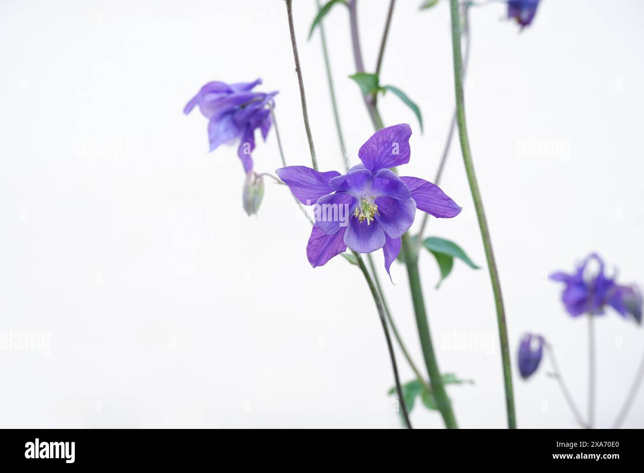 Aquilegia columbine flower. Blue flowers on green stems Stock Photo - Alamy
