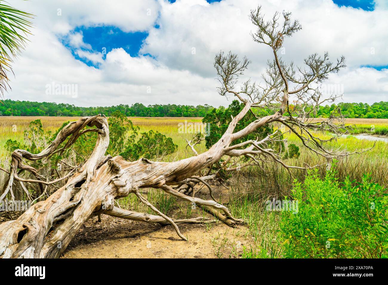 A fallen tree trunk at Wormsloe Historic Site in Savannah, GA Stock ...