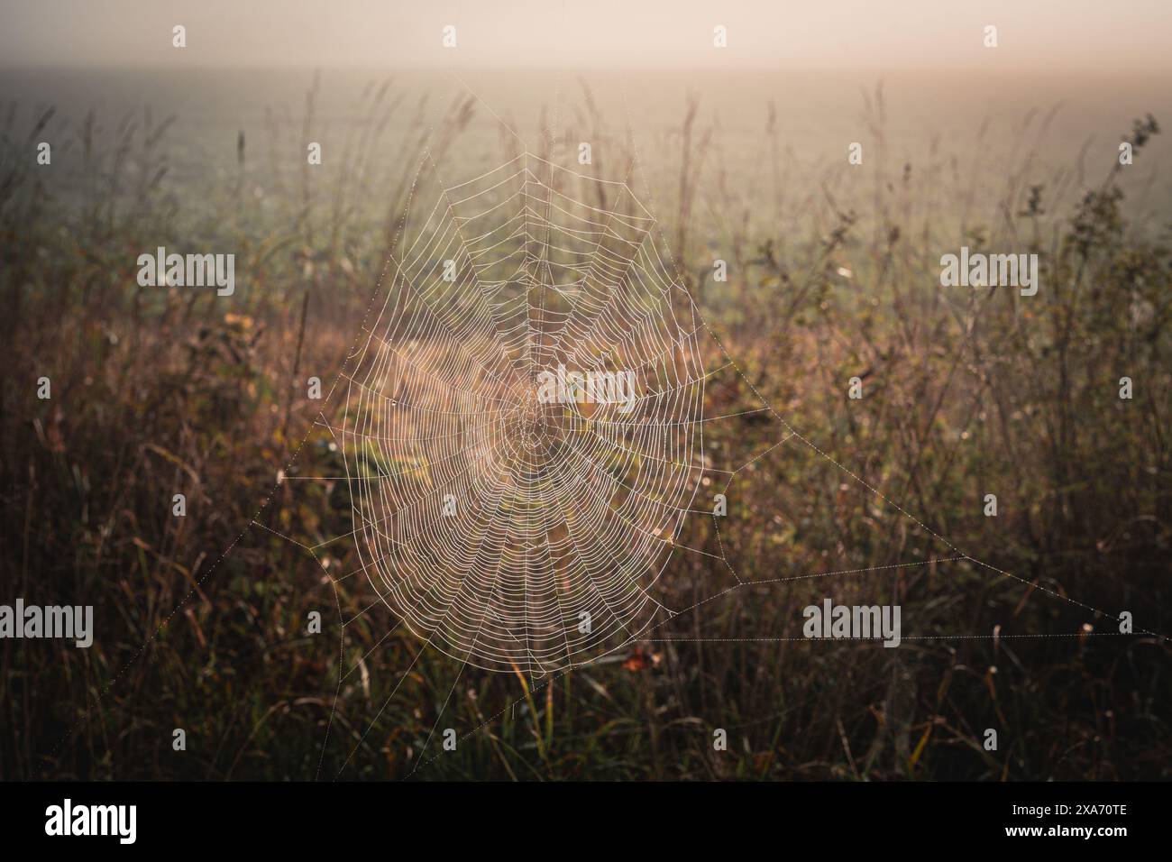 Spider web glistening in sunlight hi-res stock photography and images ...