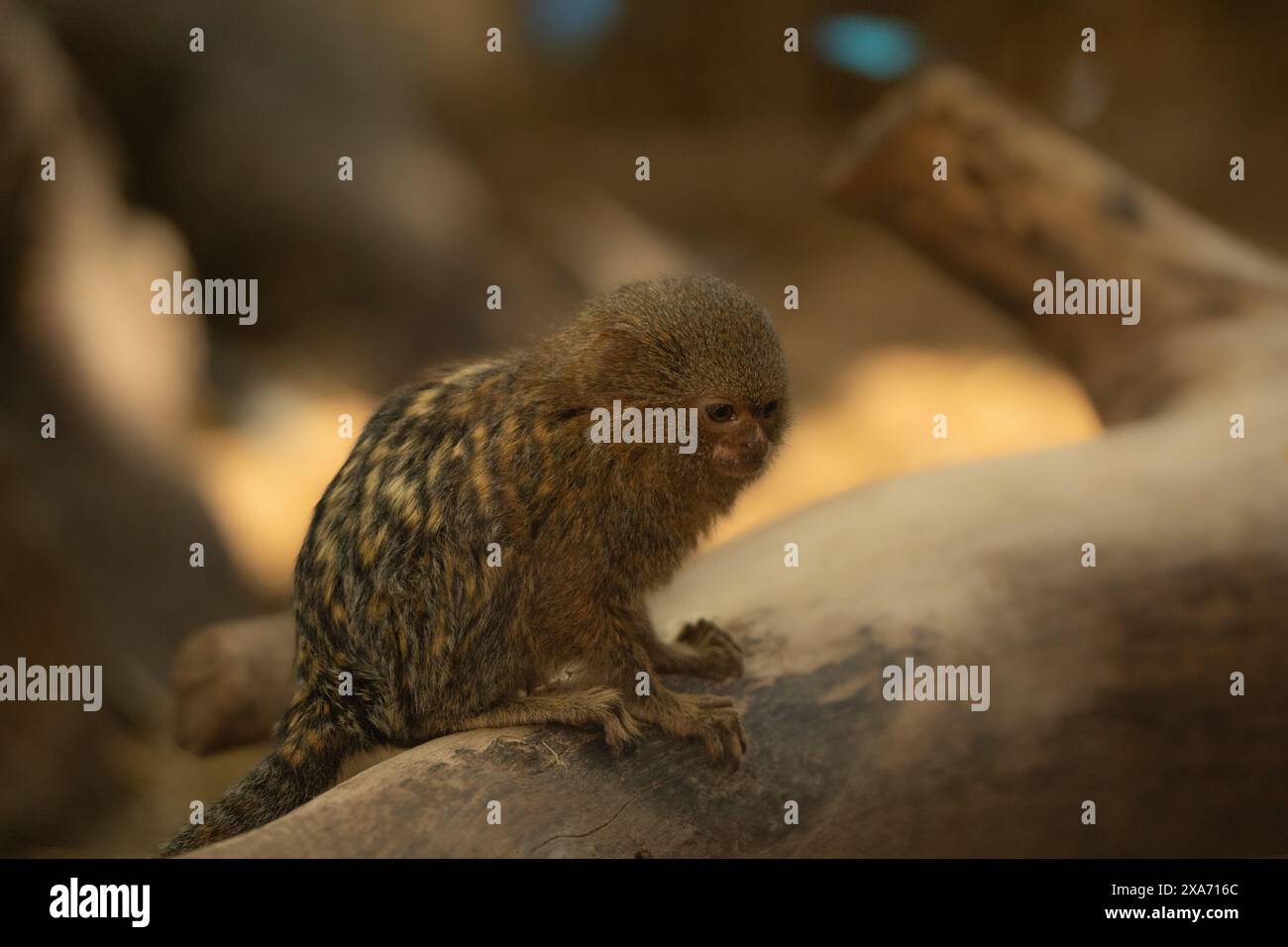 A portrait of a cappuccino monkey, its expressive eyes brimming with ...