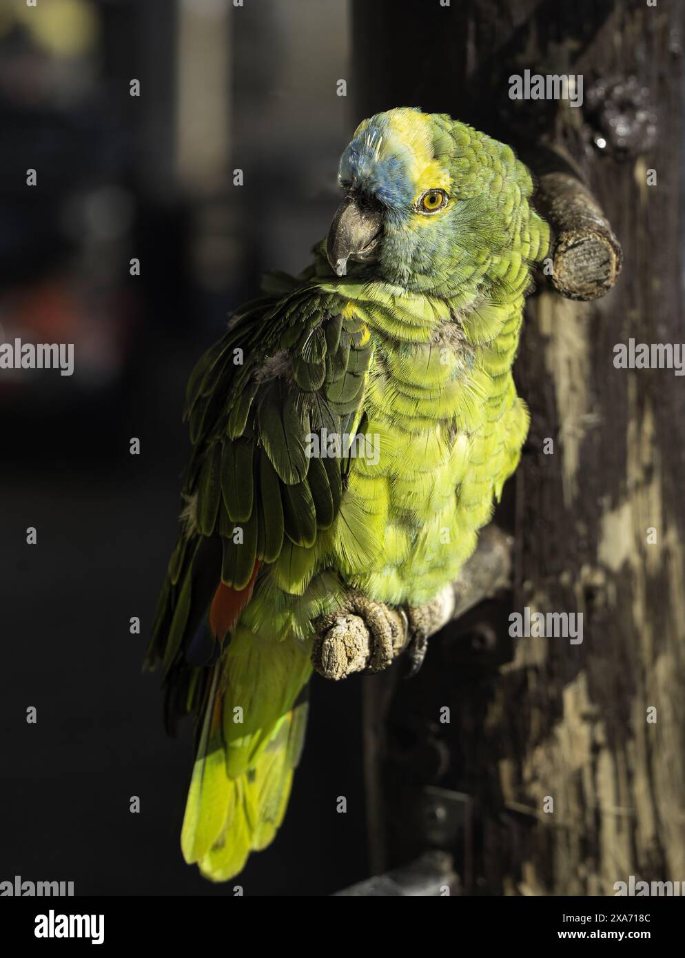 A captivating portrait of a green parrot with irresistibly cute eyes ...