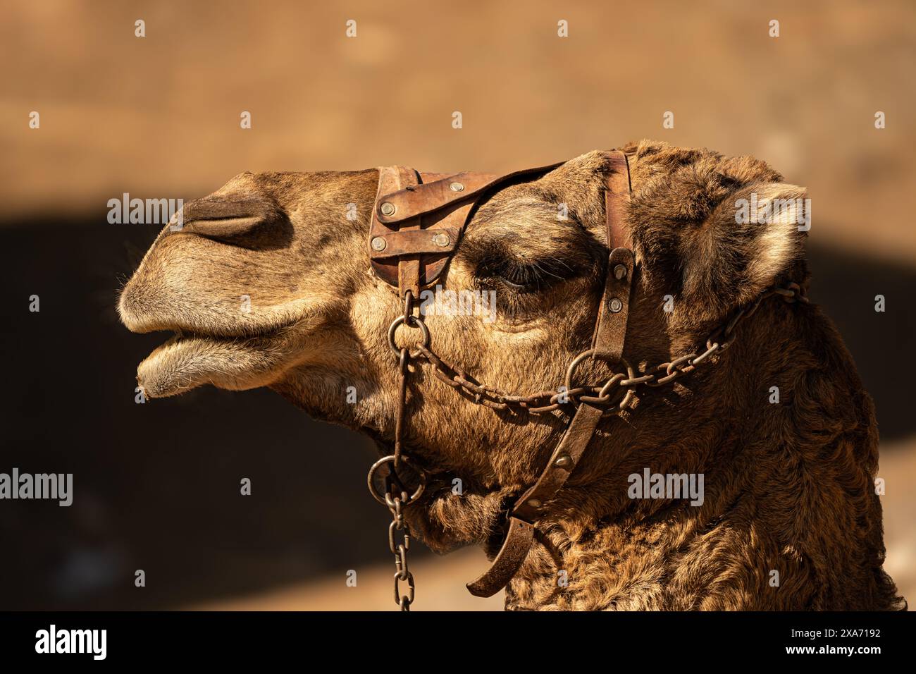 Camel with his headgear hi-res stock photography and images - Alamy