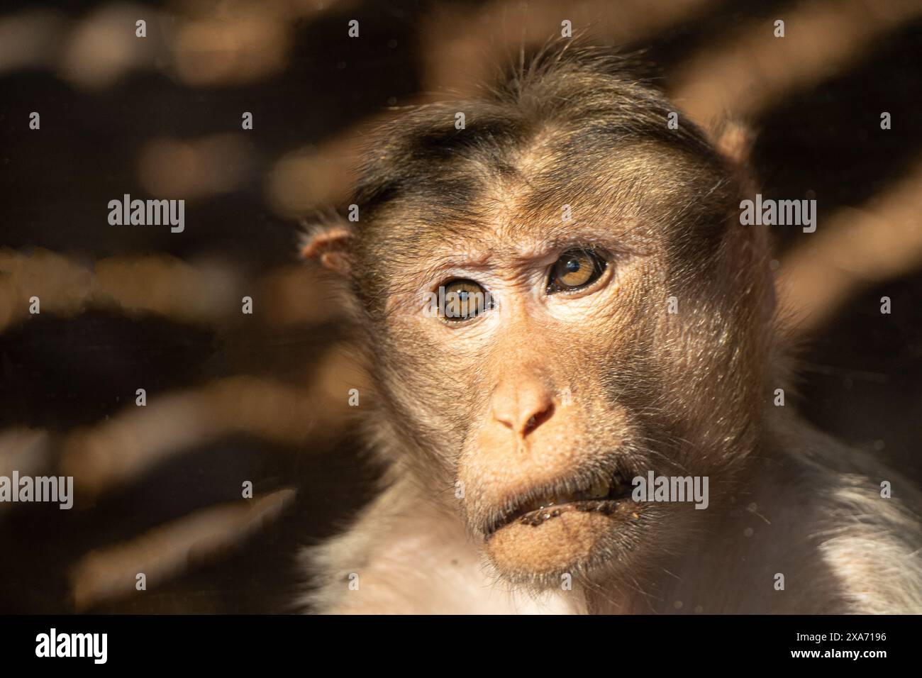 A compelling portrait of a serious monkey, whose intense gaze seems to ...
