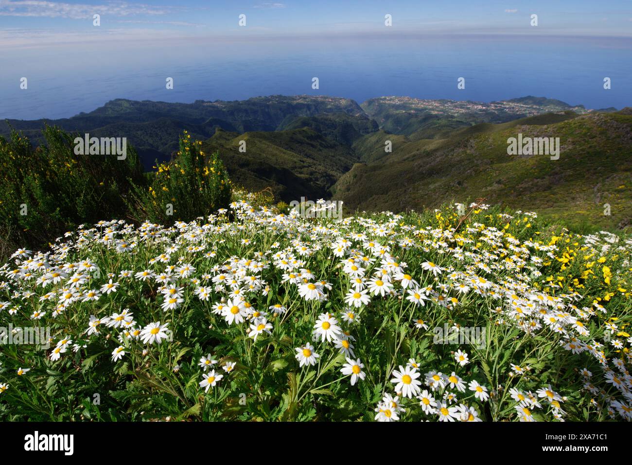 Floral magic on the highest mountain of the island, Pico Ruivo, Madeira ...