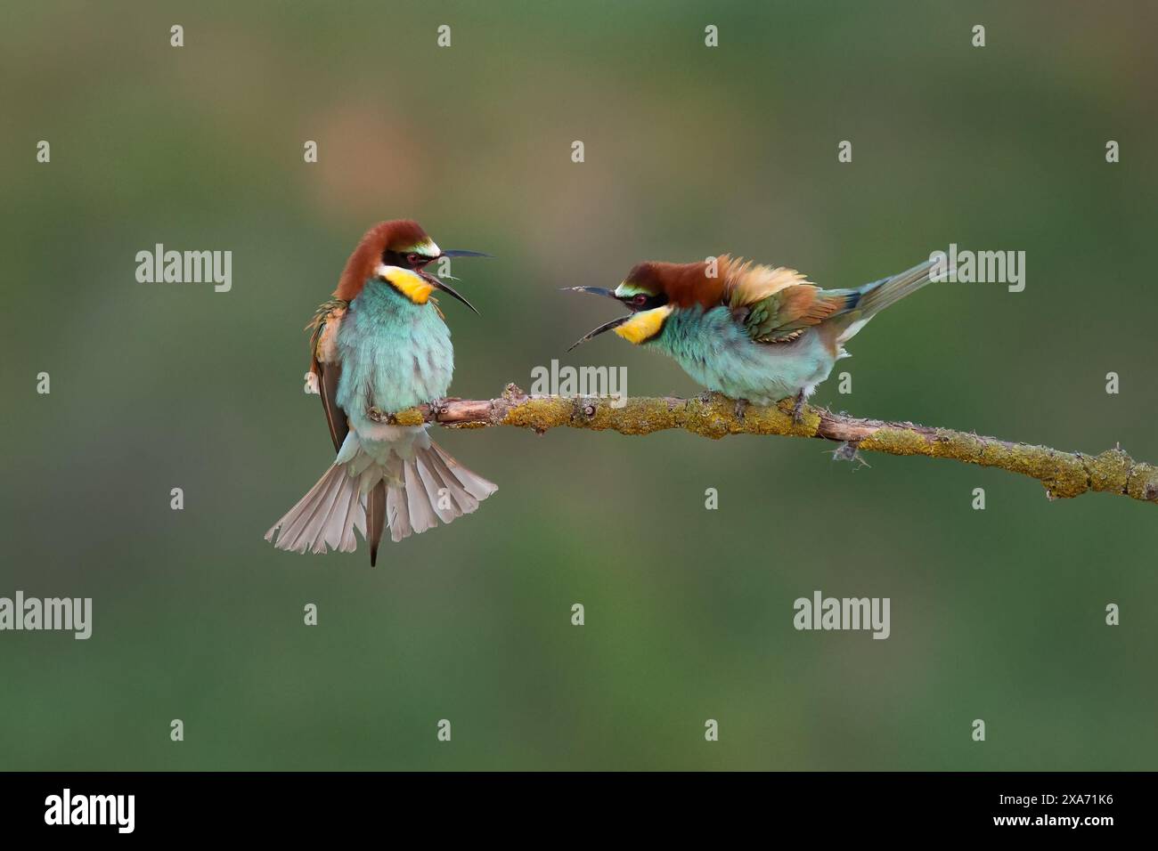 Two vibrant Bee eaters during mating season on a branch in the wild ...
