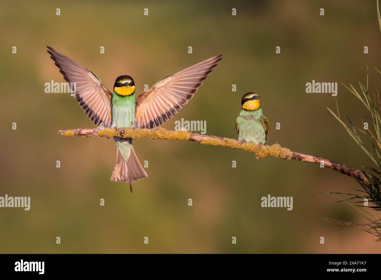 Two vibrant Bee eaters during mating season on a branch in the wild ...