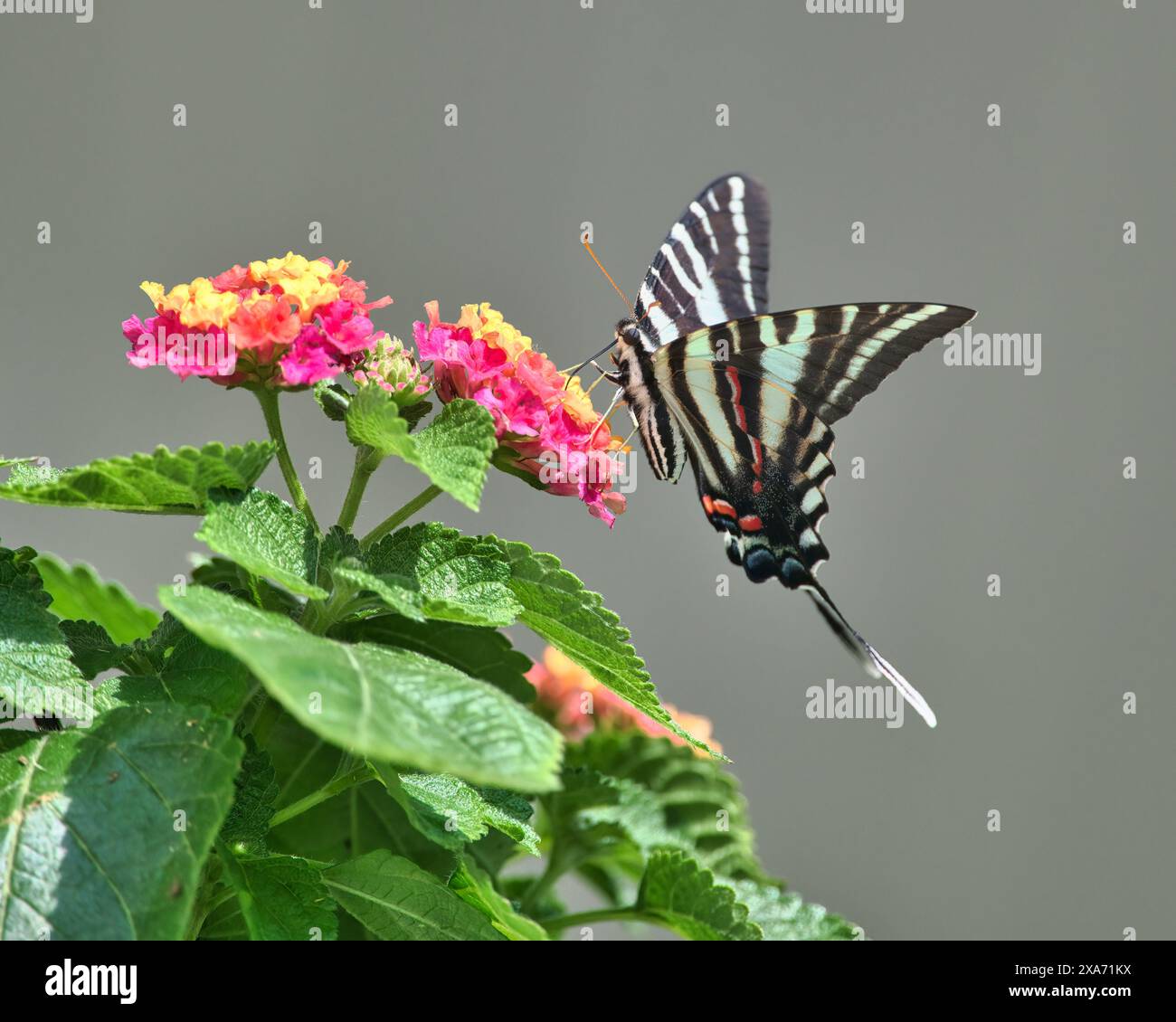 A Zebra Swallowtail Butterfly in Dover, Tennessee Stock Photo - Alamy