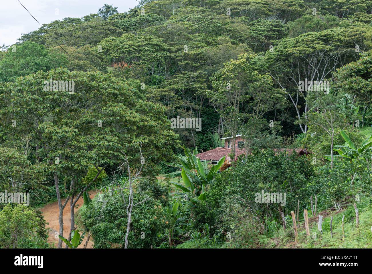 landscape of a Colombian coffee farm in the middle of the mountains ...