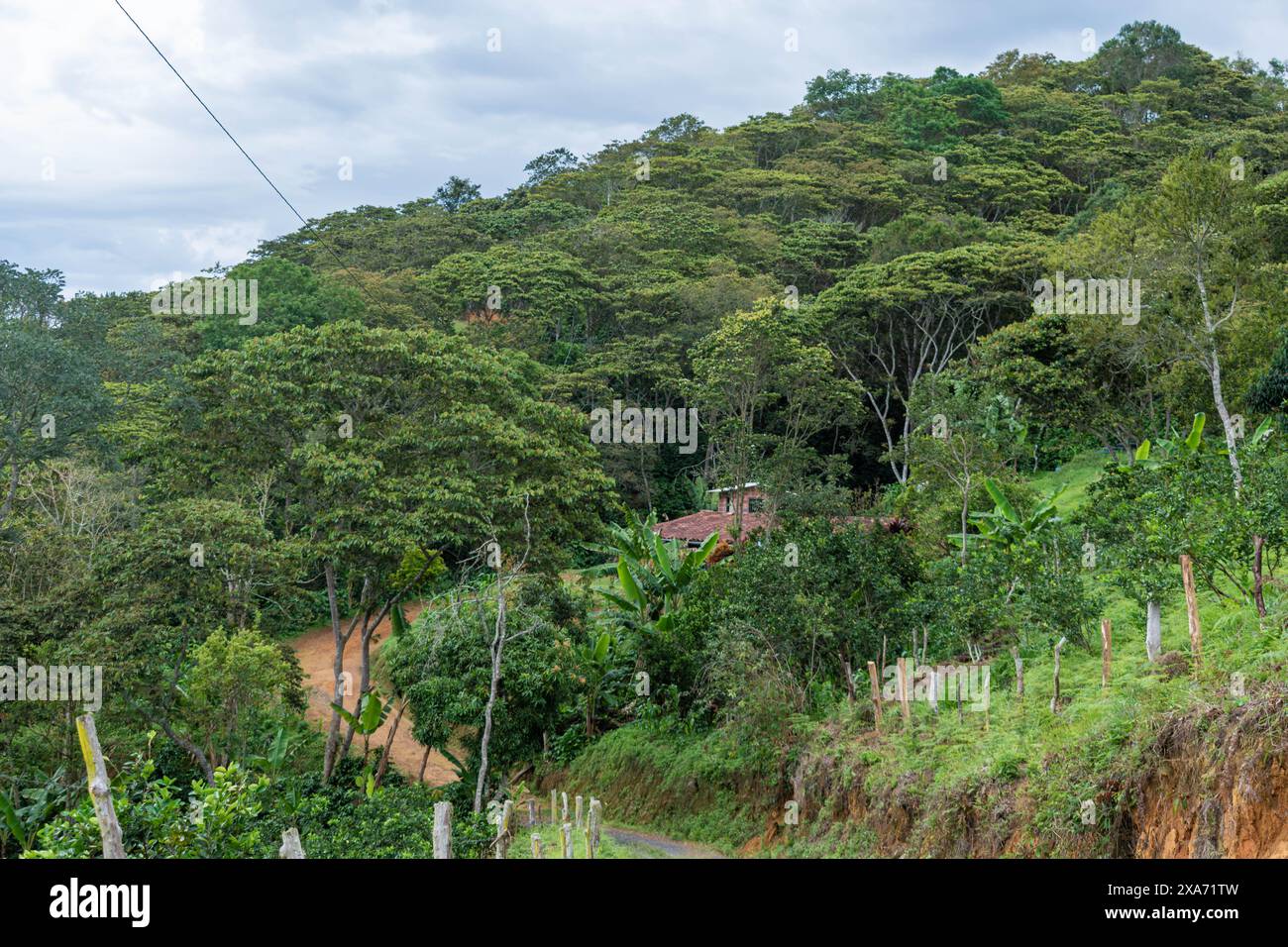 landscape of a Colombian coffee farm in the middle of the mountains ...
