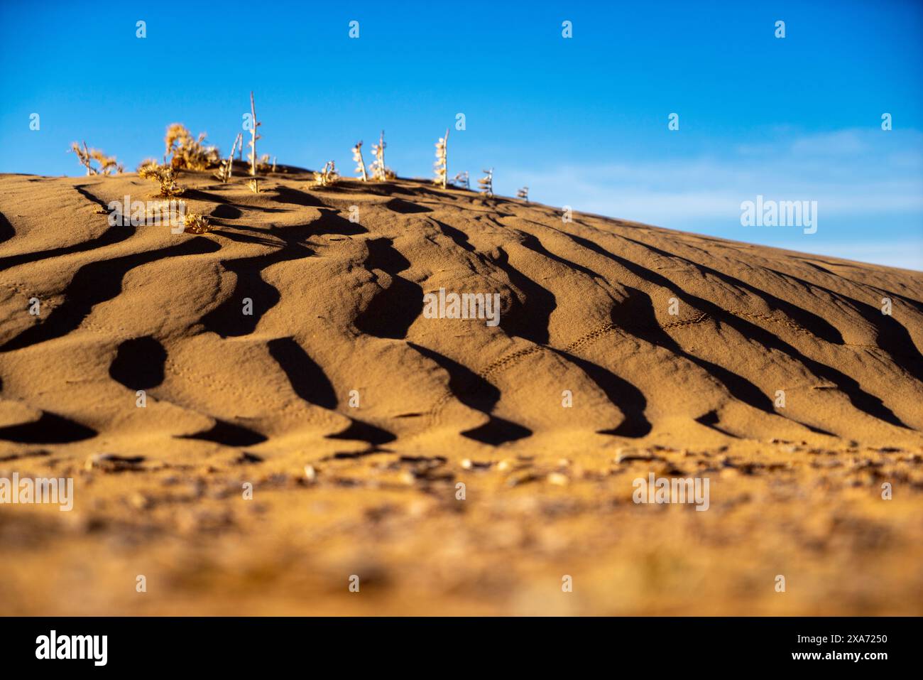 Africa, Morocco, Zagora, Sahara, Erg Lehoudi, sand dune, grasses ...