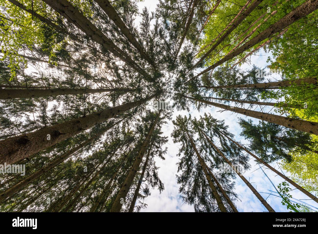 A low angle shot of sunlight filtering through tall evergreen trees in a forest Stock Photo - Alamy
