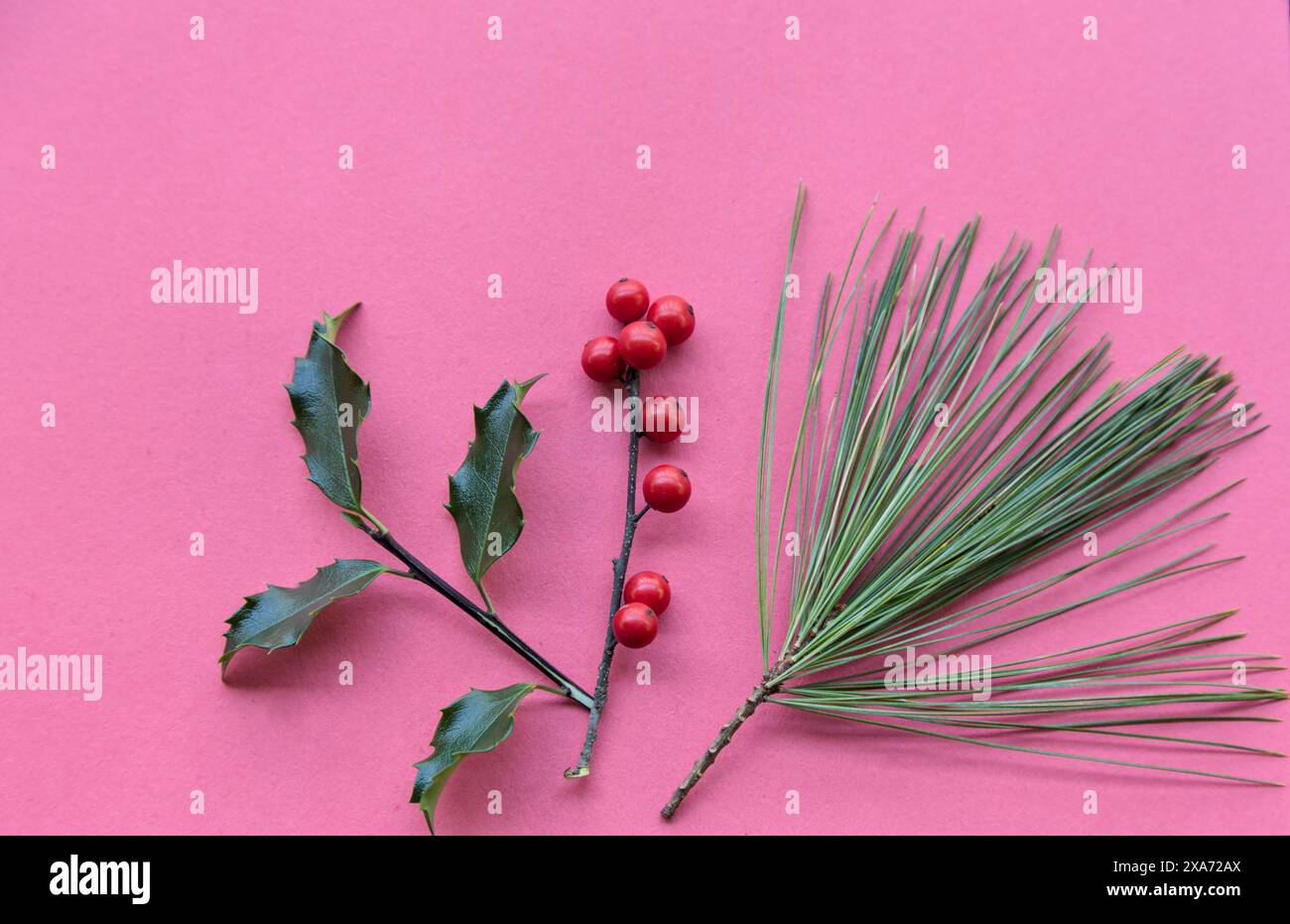 holly leaves and red berries (winterberries) isolated on white ...