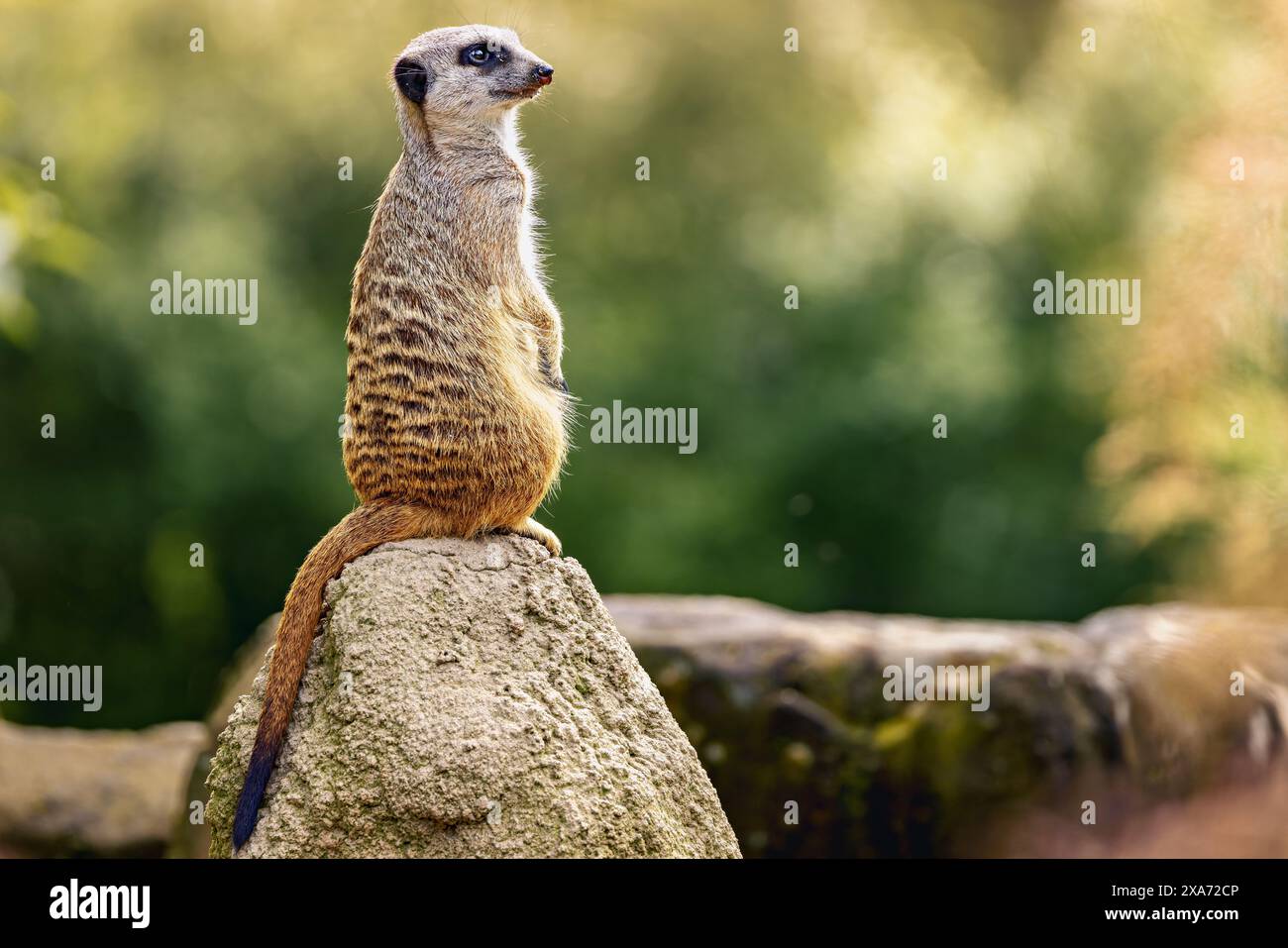 A meerkat sitting hi-res stock photography and images - Alamy