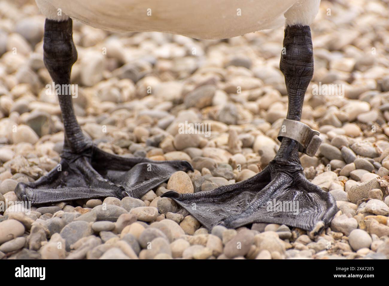 Bird birds gravel feathers hi-res stock photography and images - Alamy
