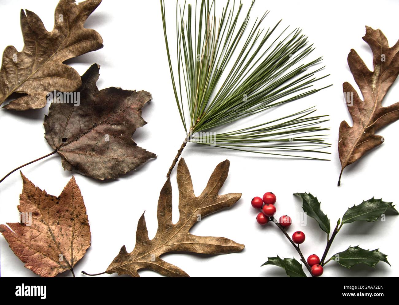 dry leaves and pine needles isolated on a white background (fall ...