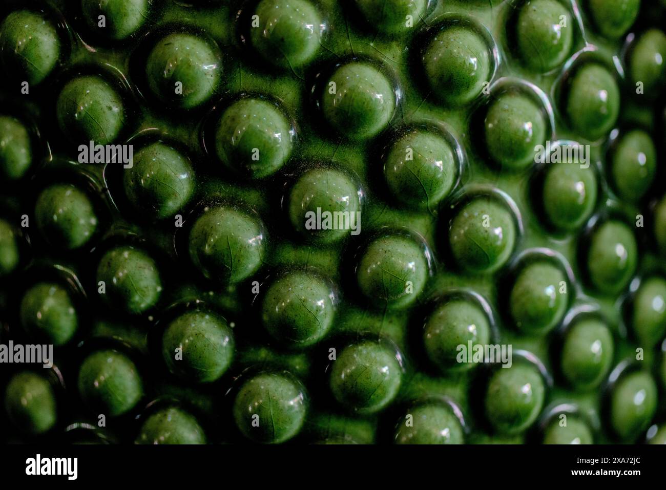 Green plant with tiny dark perforations Stock Photo - Alamy