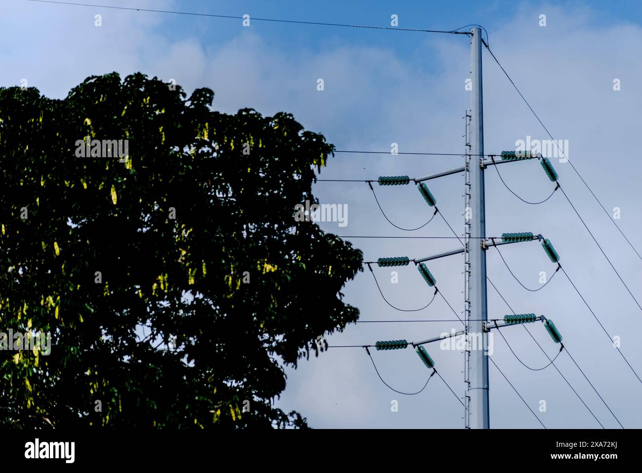 Close-up of multiple telephone poles standing tall in a row Stock Photo ...