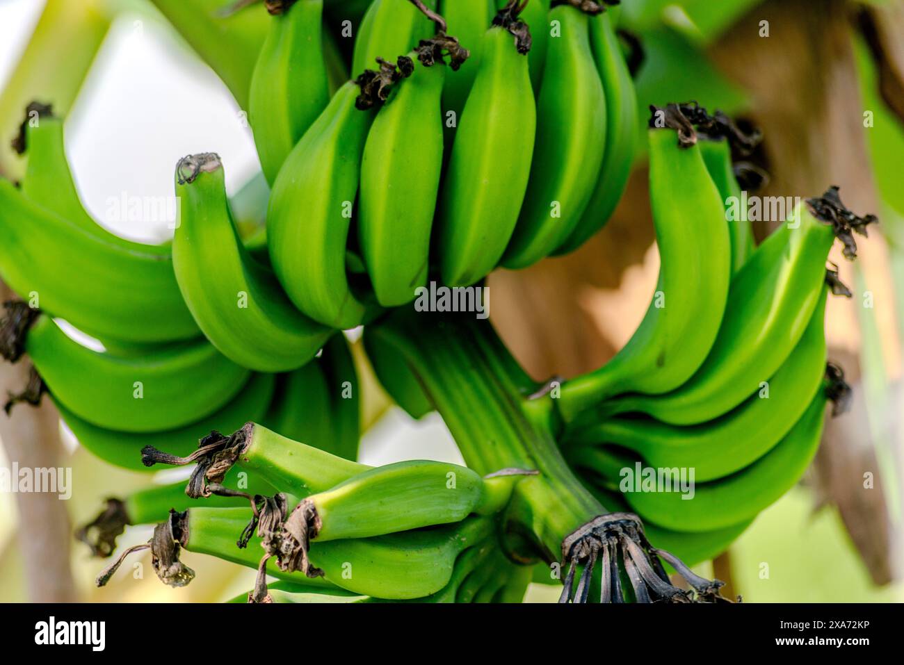 Lush green banana tree bearing fruit Stock Photo - Alamy