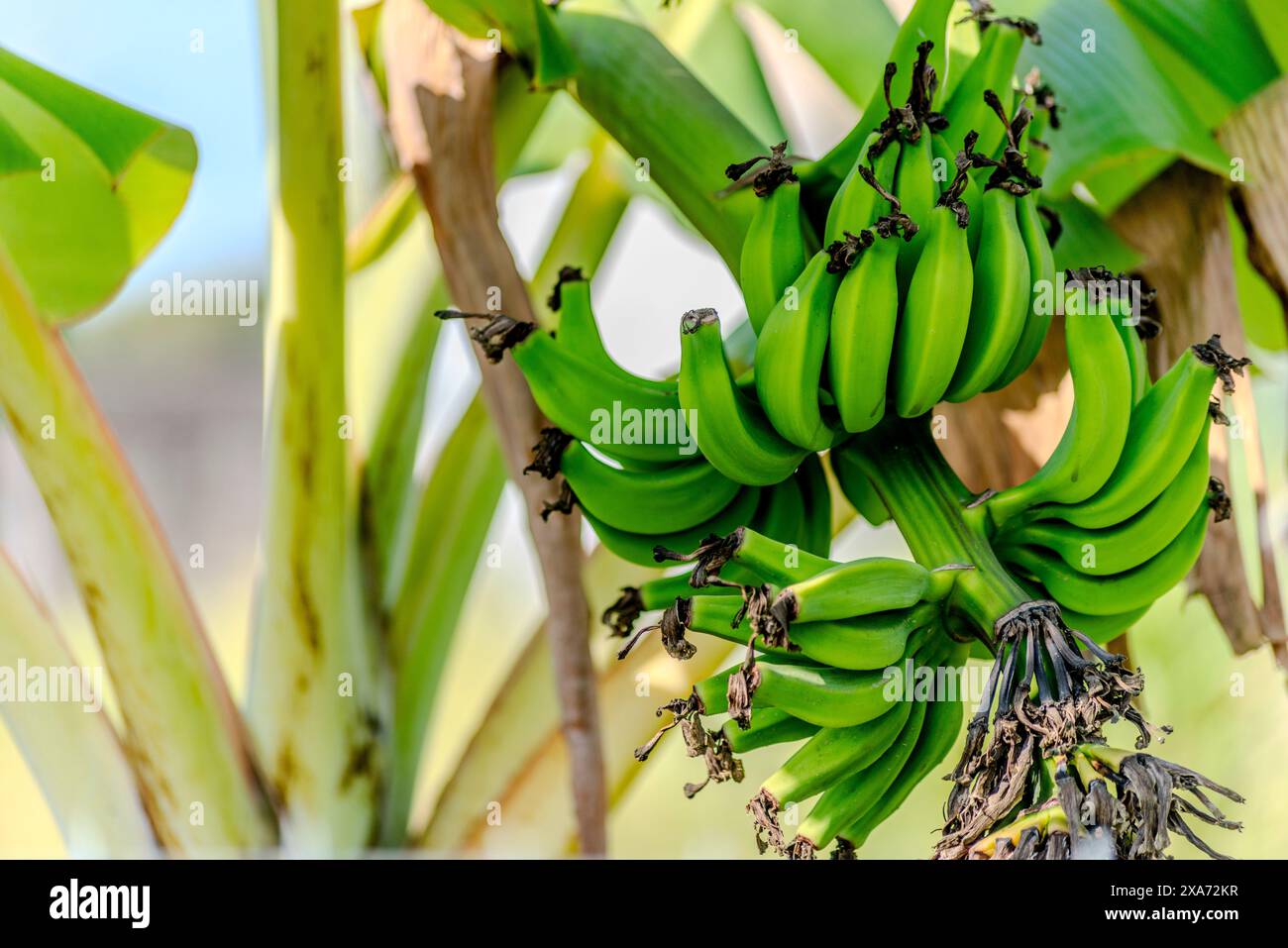 Cluster of green bananas on a tree Stock Photo - Alamy