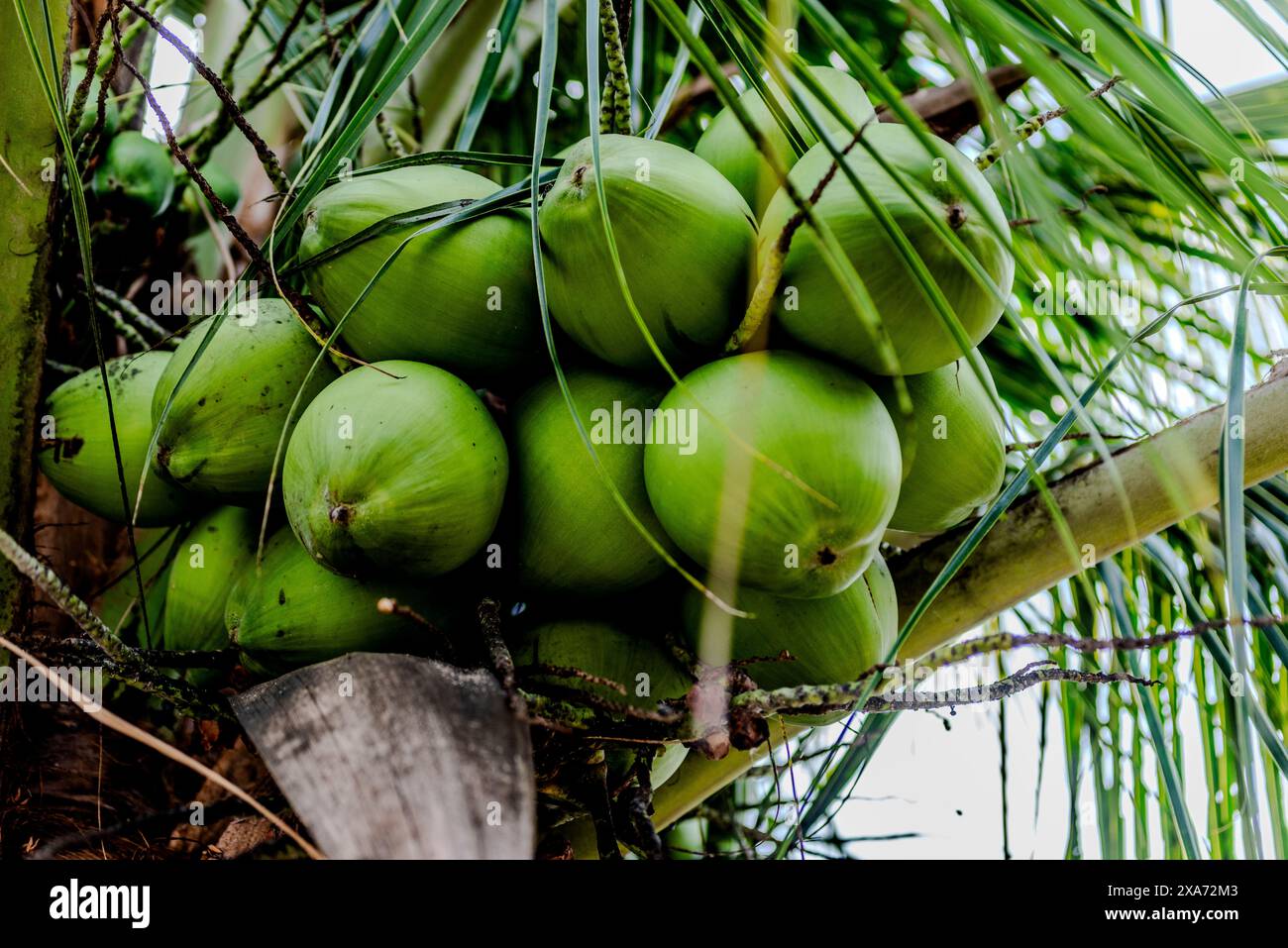 Coconuts tree farming hi-res stock photography and images - Alamy