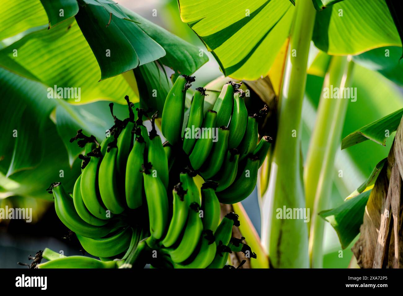 Banana tree with ripe bananas hanging from branches Stock Photo - Alamy