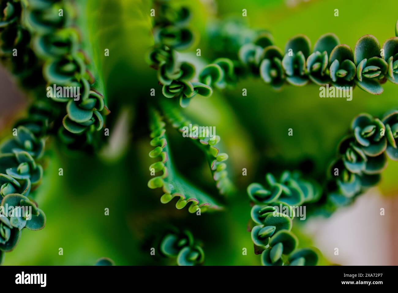 Lush green plant with small leaves at its core Stock Photo - Alamy