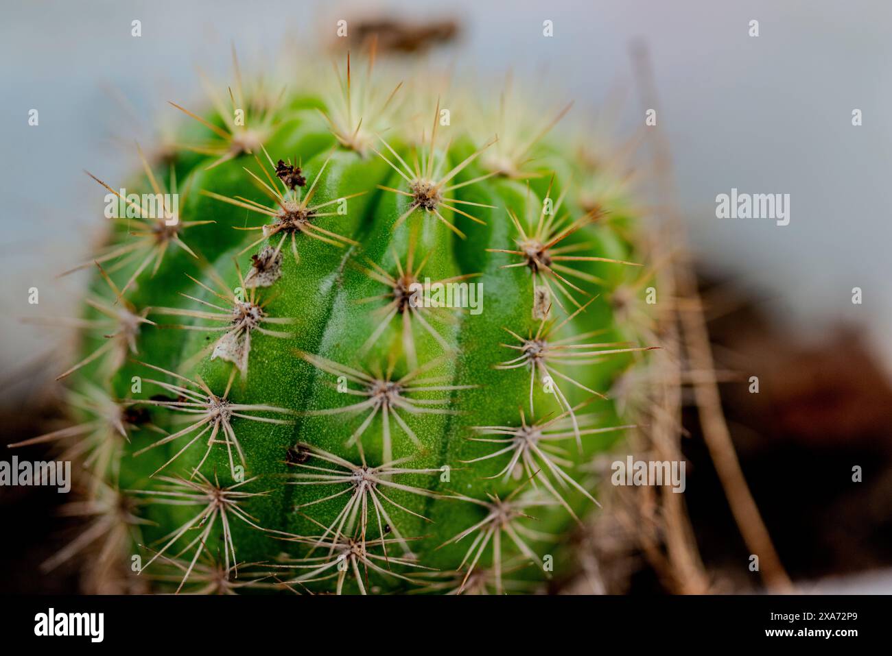 A spiky green cactus plant Stock Photo - Alamy