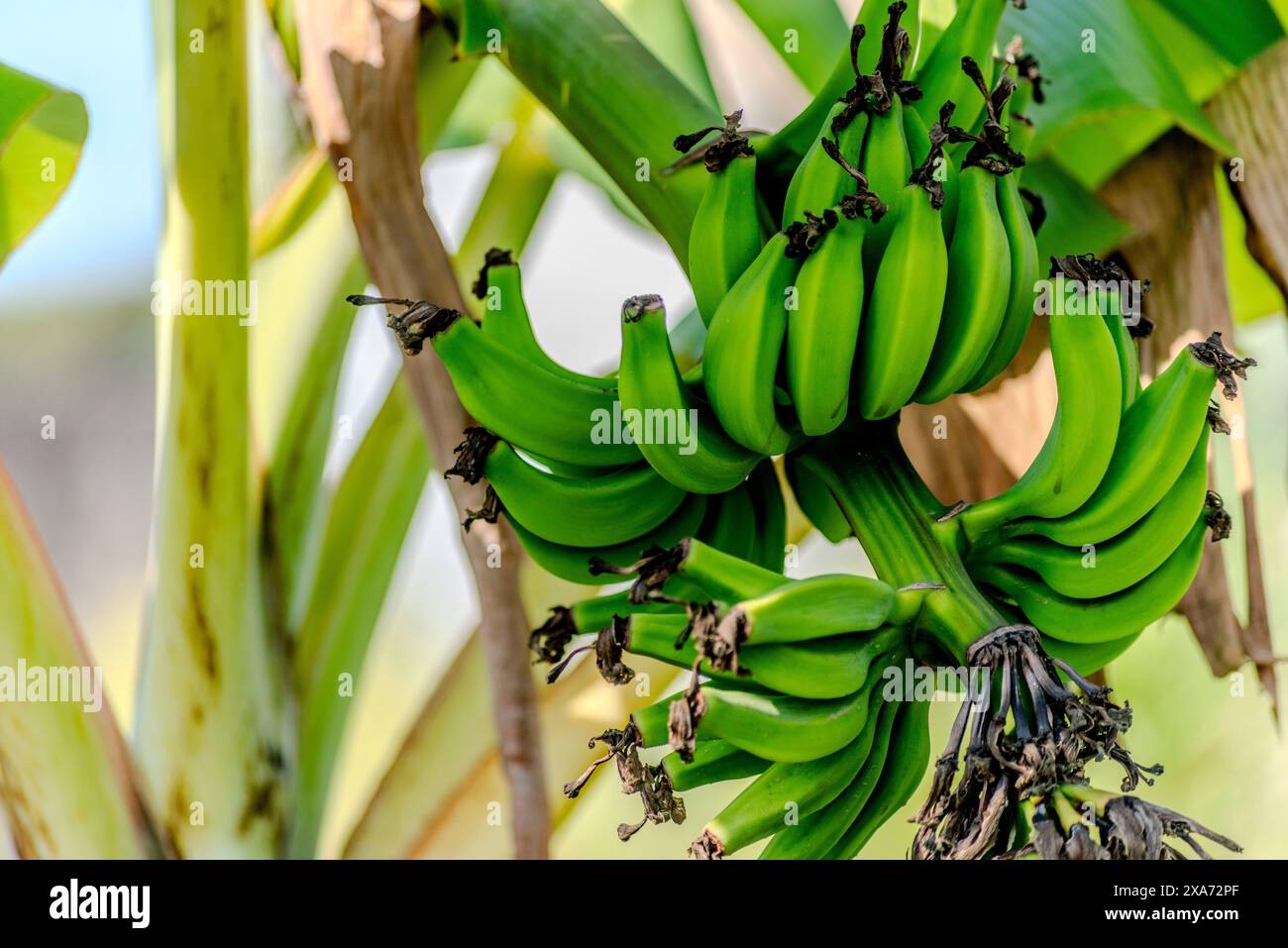 Bananas on branch hi-res stock photography and images - Alamy