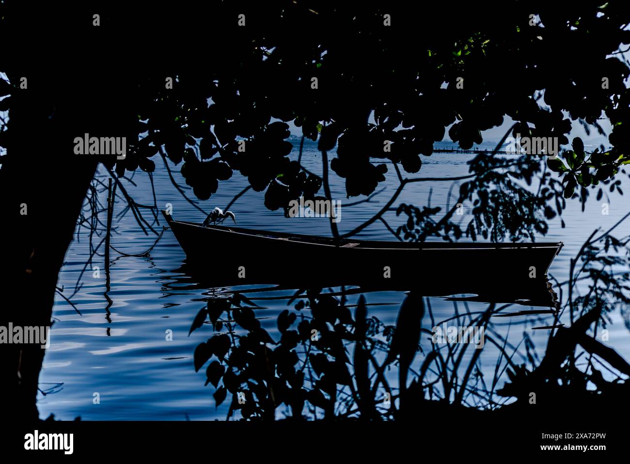 A boat on serene water with tree branch above Stock Photo - Alamy