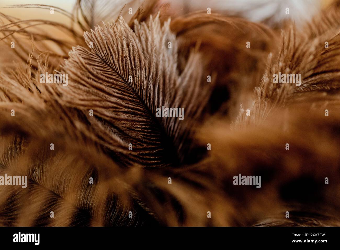 Feathers in focus hi-res stock photography and images - Alamy