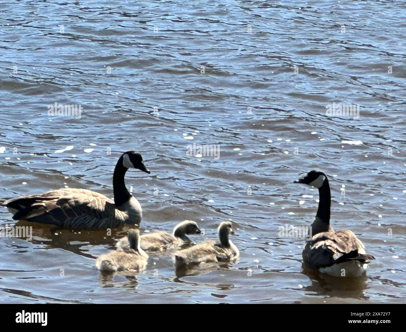 Two ducklings swimming in the water with their adult duck companion ...