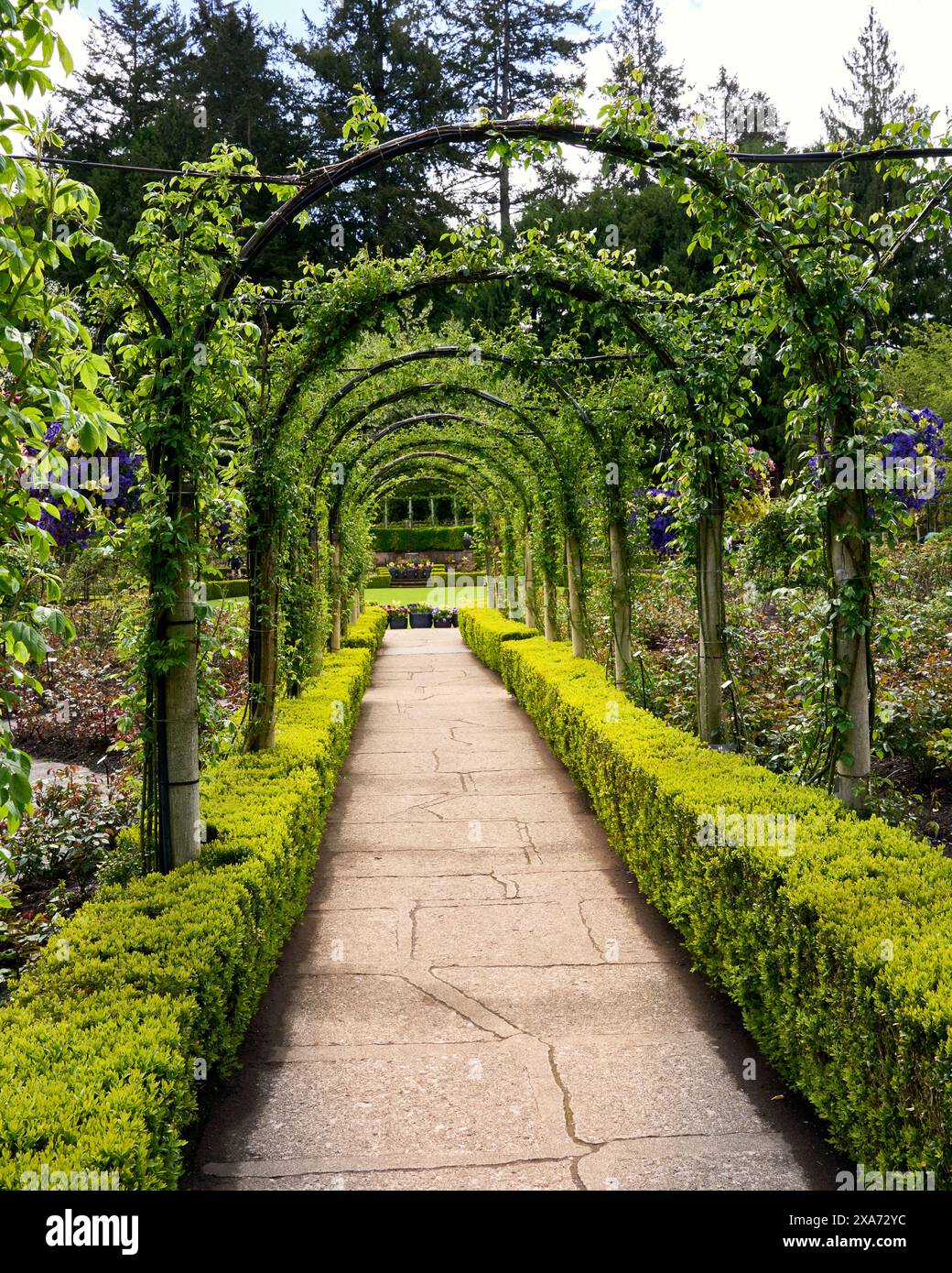 A brick sidewalk leading through low hedges and plant covered archways ...